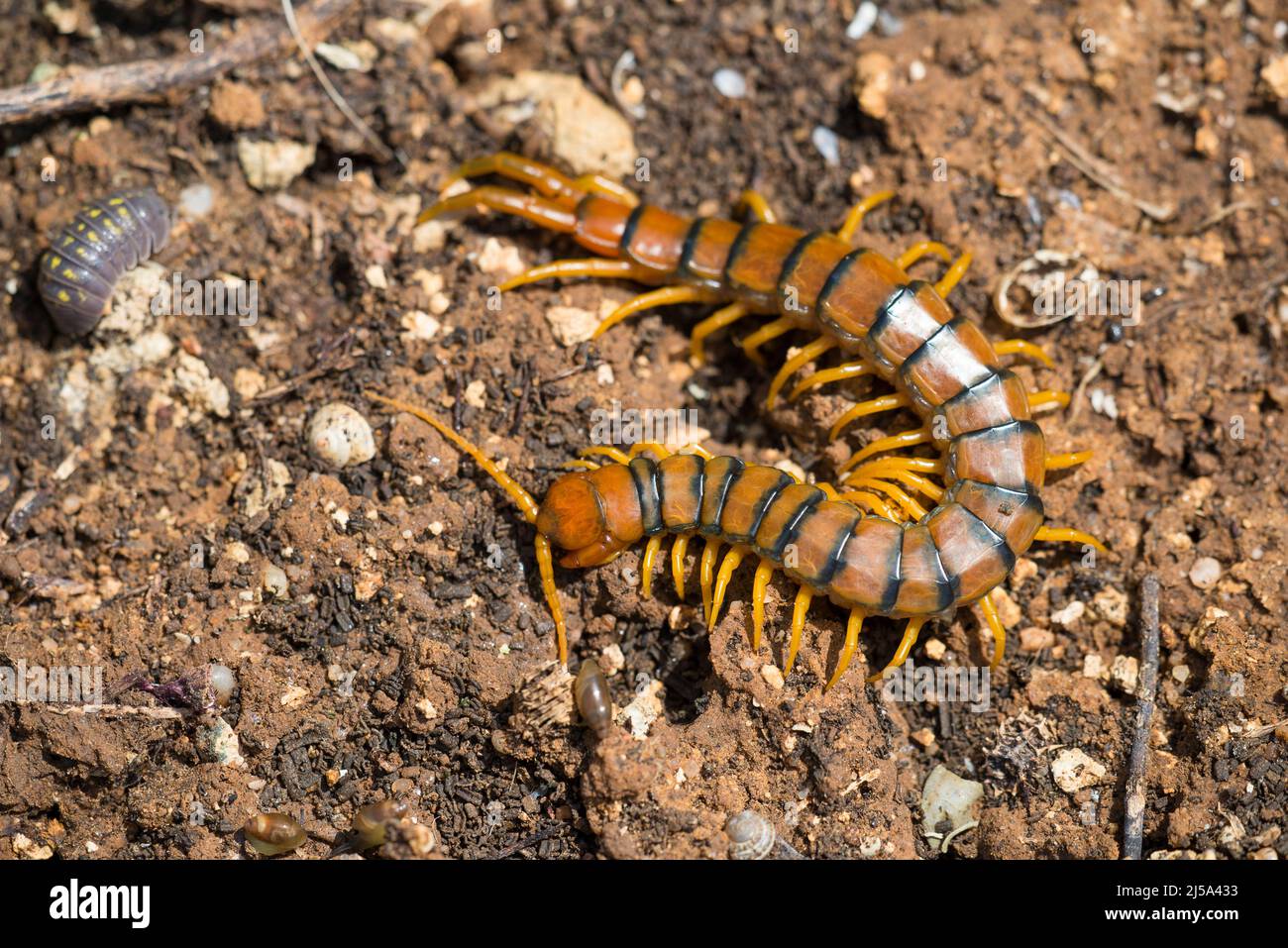 Scolopendra cingulata, also known as Megarian banded centipede, and the ...