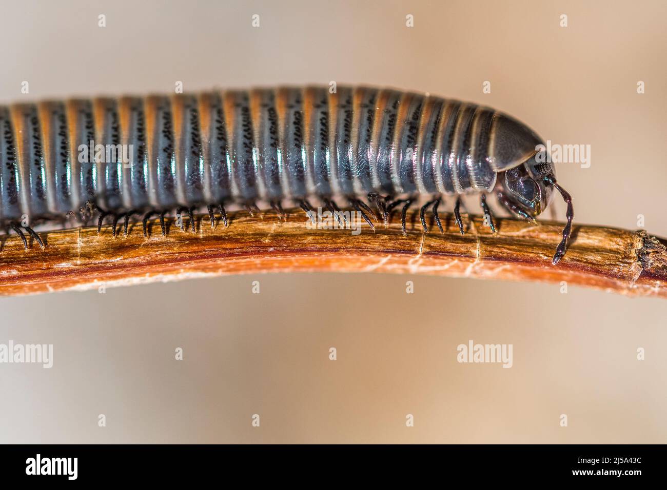 Dark-legged Acanthoiulus (Acanthoiulus fuscipes Stock Photo - Alamy