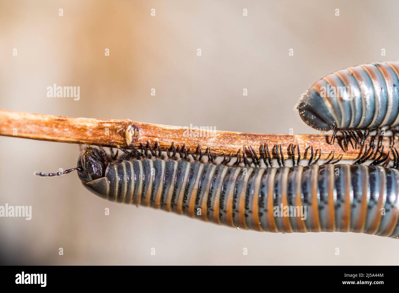 Dark-legged Acanthoiulus (Acanthoiulus fuscipes Stock Photo - Alamy