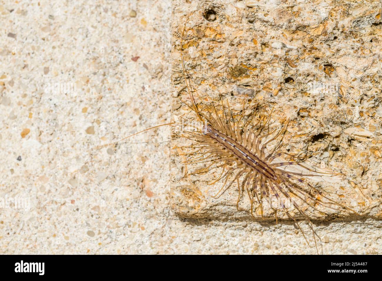 House centipede (Scutigera coleoptrata Stock Photo - Alamy