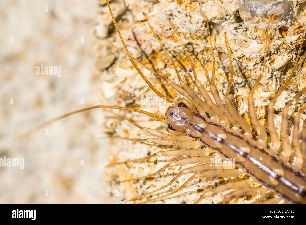 House centipede (Scutigera coleoptrata Stock Photo - Alamy