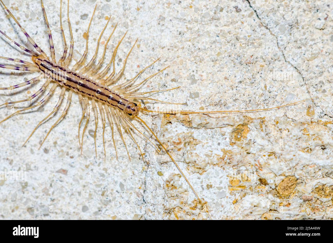 House centipede (Scutigera coleoptrata Stock Photo - Alamy