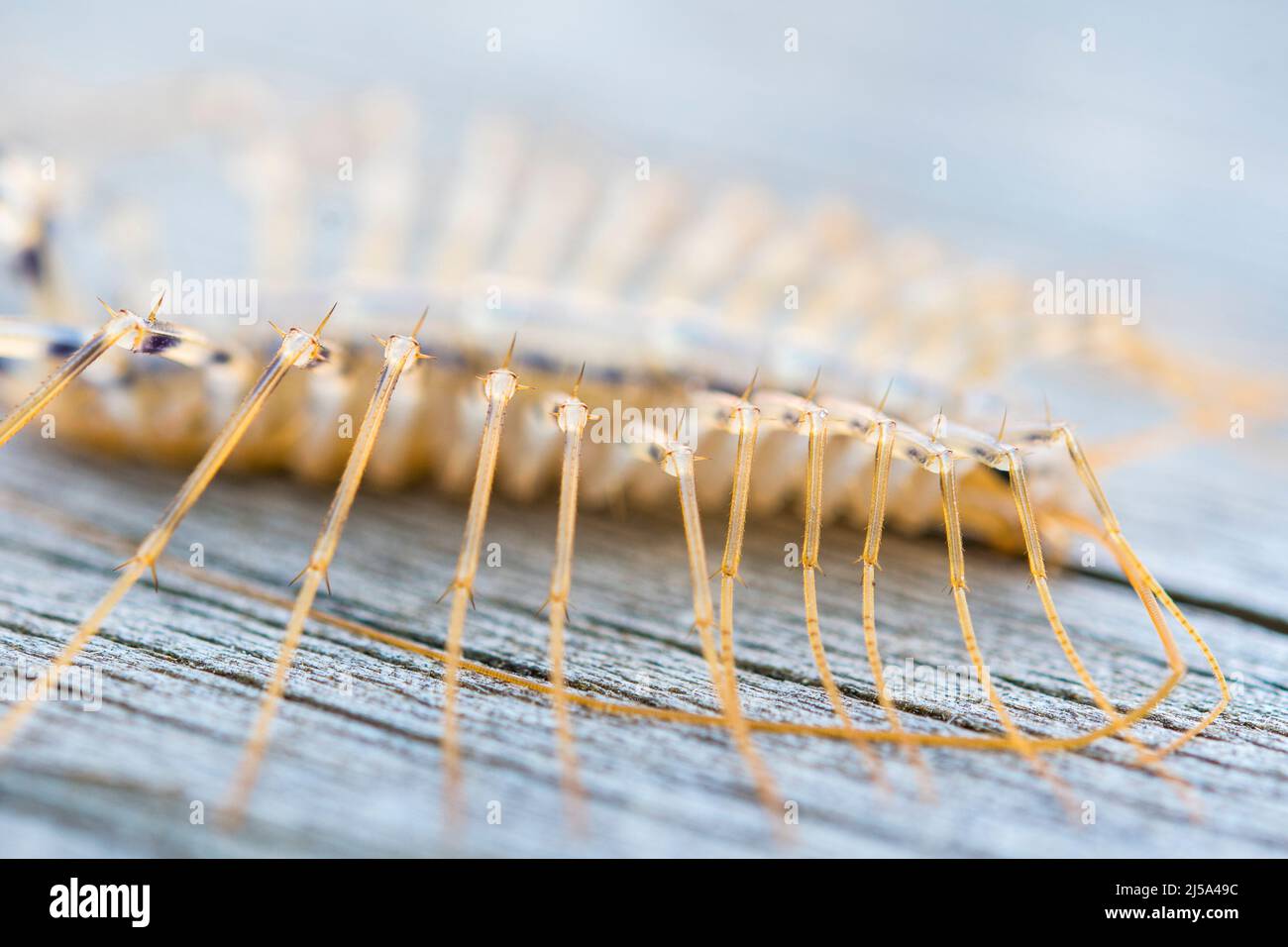 House centipede (Scutigera coleoptrata Stock Photo - Alamy