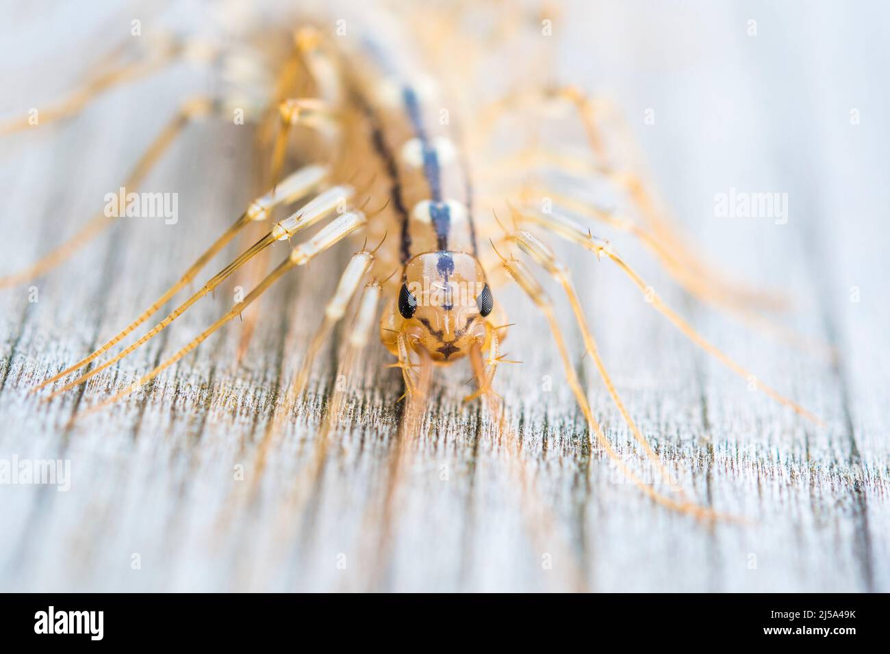 House centipede (Scutigera coleoptrata Stock Photo - Alamy