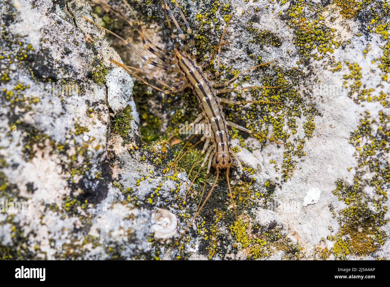 House centipede (Scutigera coleoptrata Stock Photo - Alamy