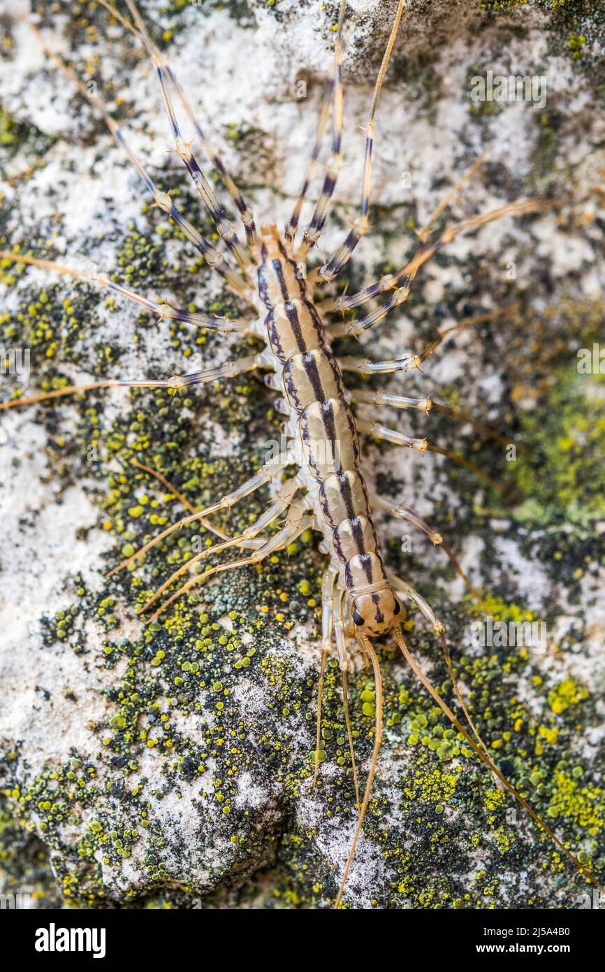 House centipede (Scutigera coleoptrata Stock Photo - Alamy