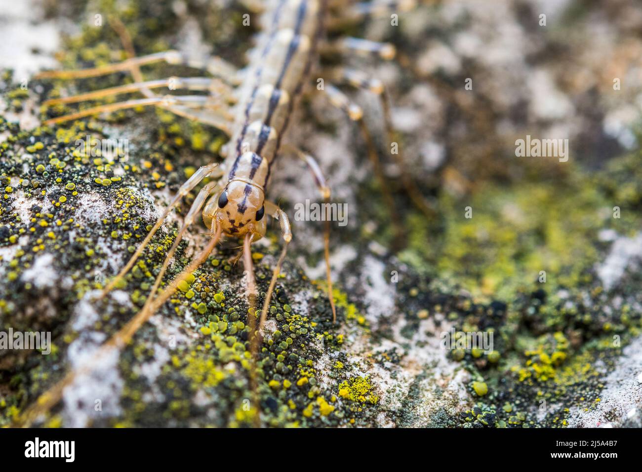 House centipede (Scutigera coleoptrata Stock Photo - Alamy