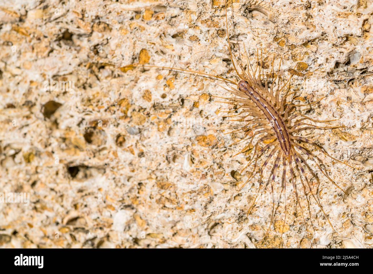 House centipede (Scutigera coleoptrata Stock Photo - Alamy