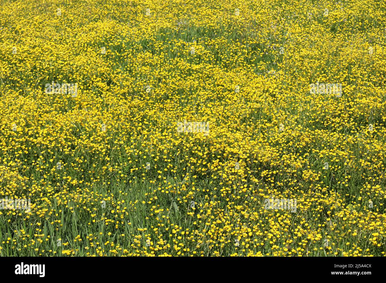 Yellow wildflowers blooming in late spring. A lot of yellow flowers ...