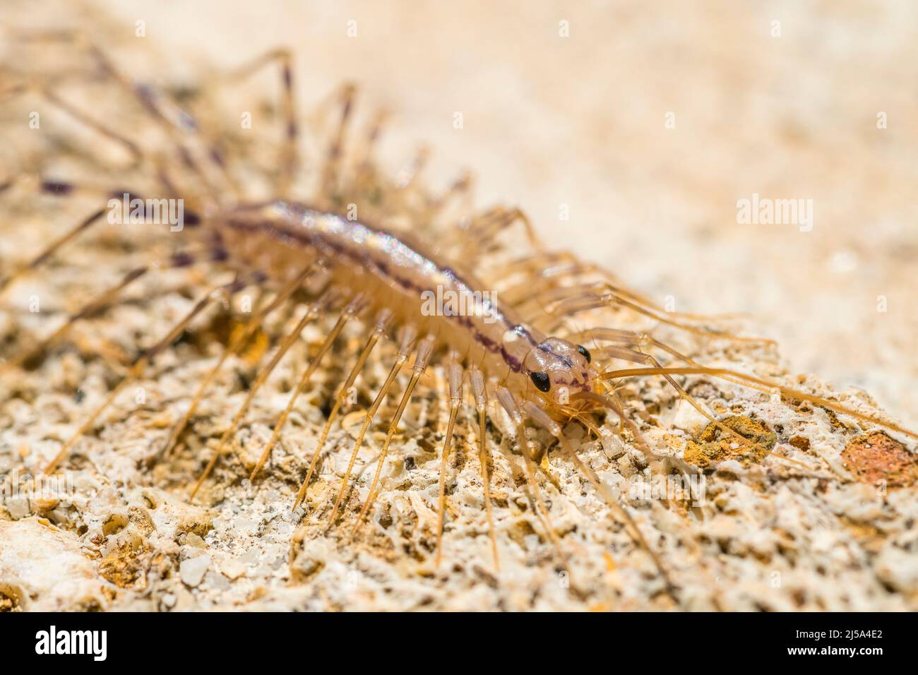 House centipede (Scutigera coleoptrata Stock Photo - Alamy