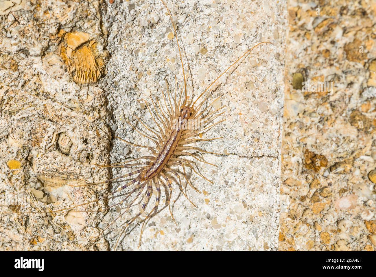 House centipede (Scutigera coleoptrata Stock Photo - Alamy