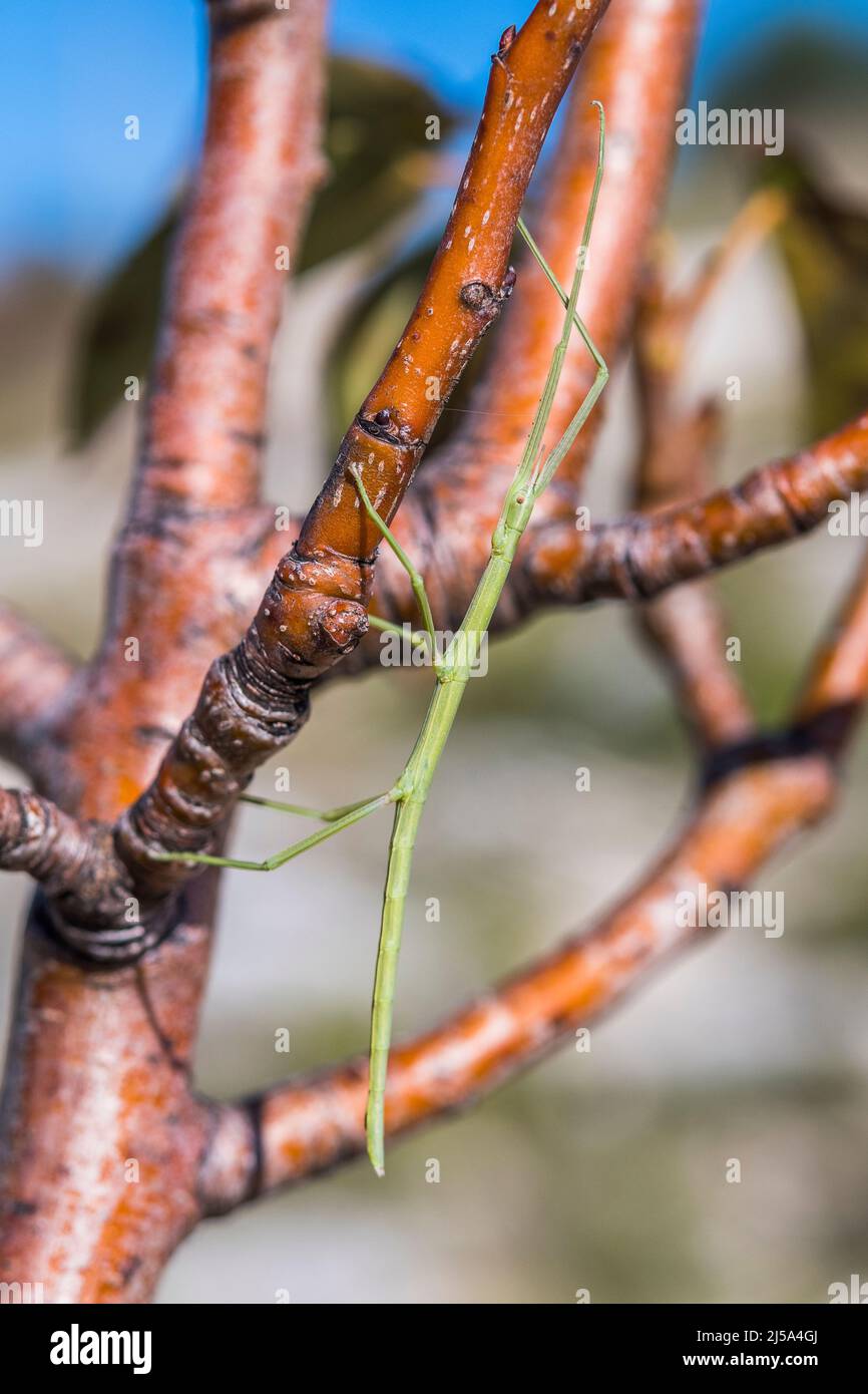 European stick insect (Bacillus rossius) also called the European stick ...