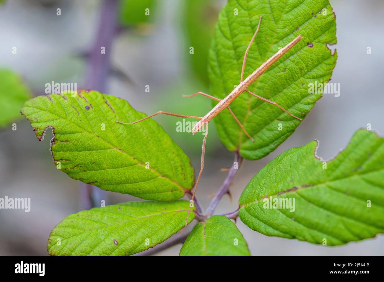 European stick insect (Bacillus rossius) also called the European stick ...