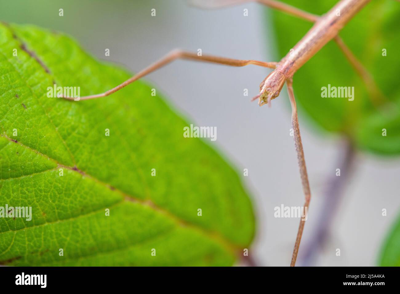 European stick insect (Bacillus rossius) also called the European stick ...