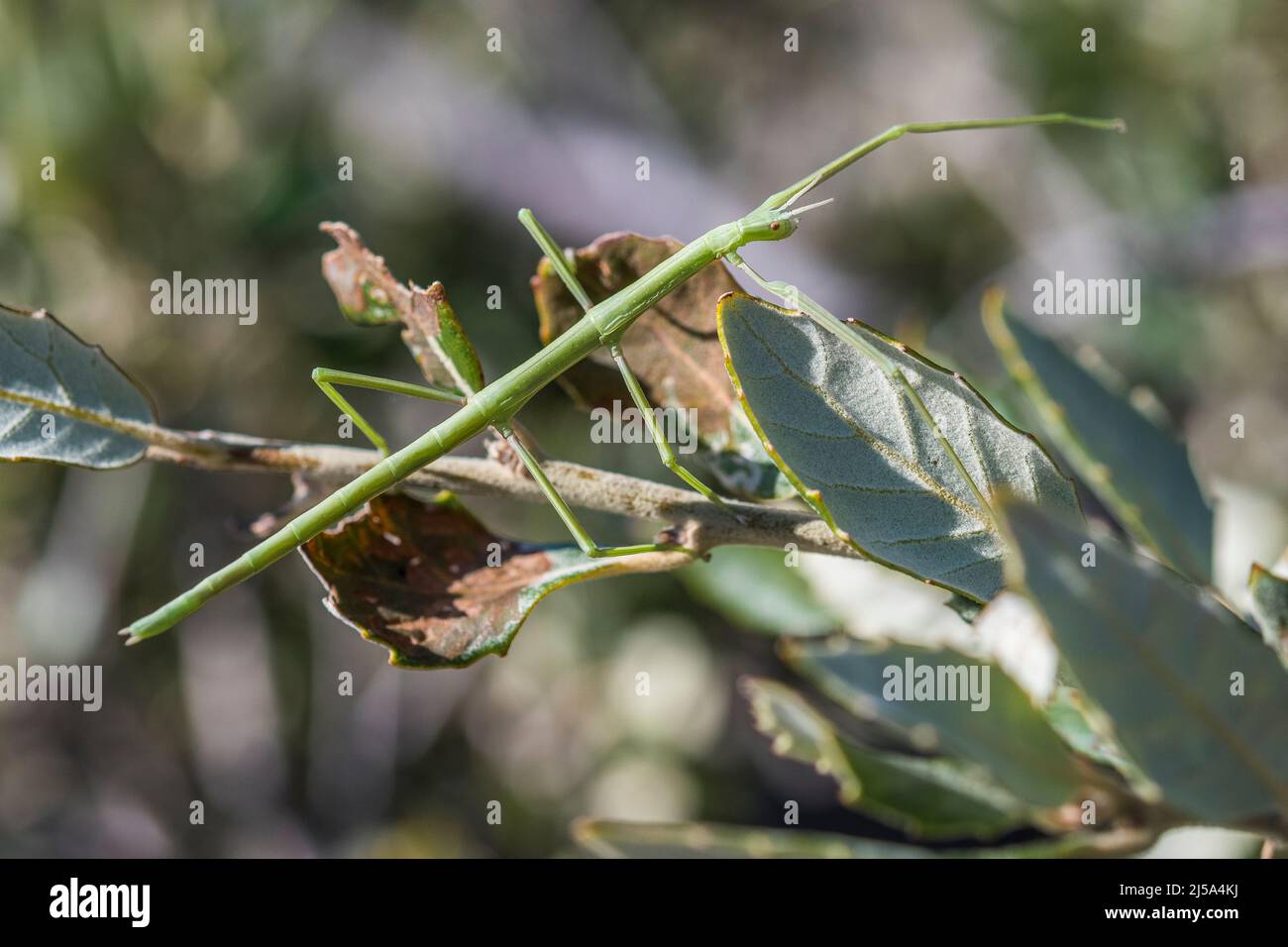 European stick insect (Bacillus rossius) also called the European stick ...