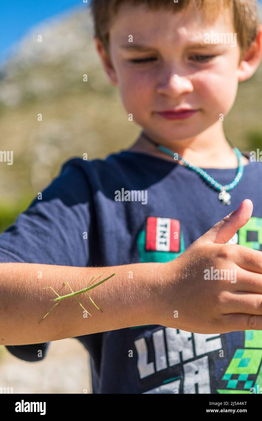 European stick insect (Bacillus rossius) also called the European stick ...