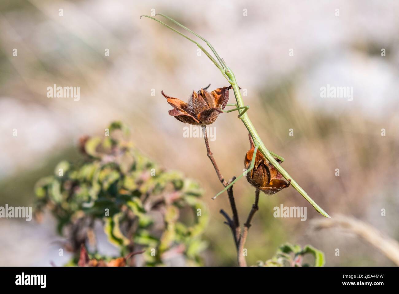 European stick insect (Bacillus rossius) also called the European stick ...