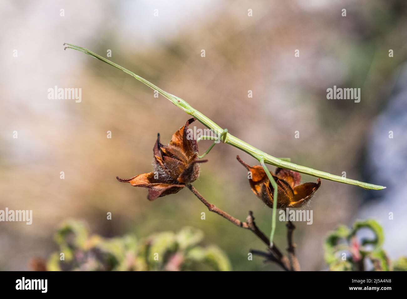 European stick insect (Bacillus rossius) also called the European stick ...