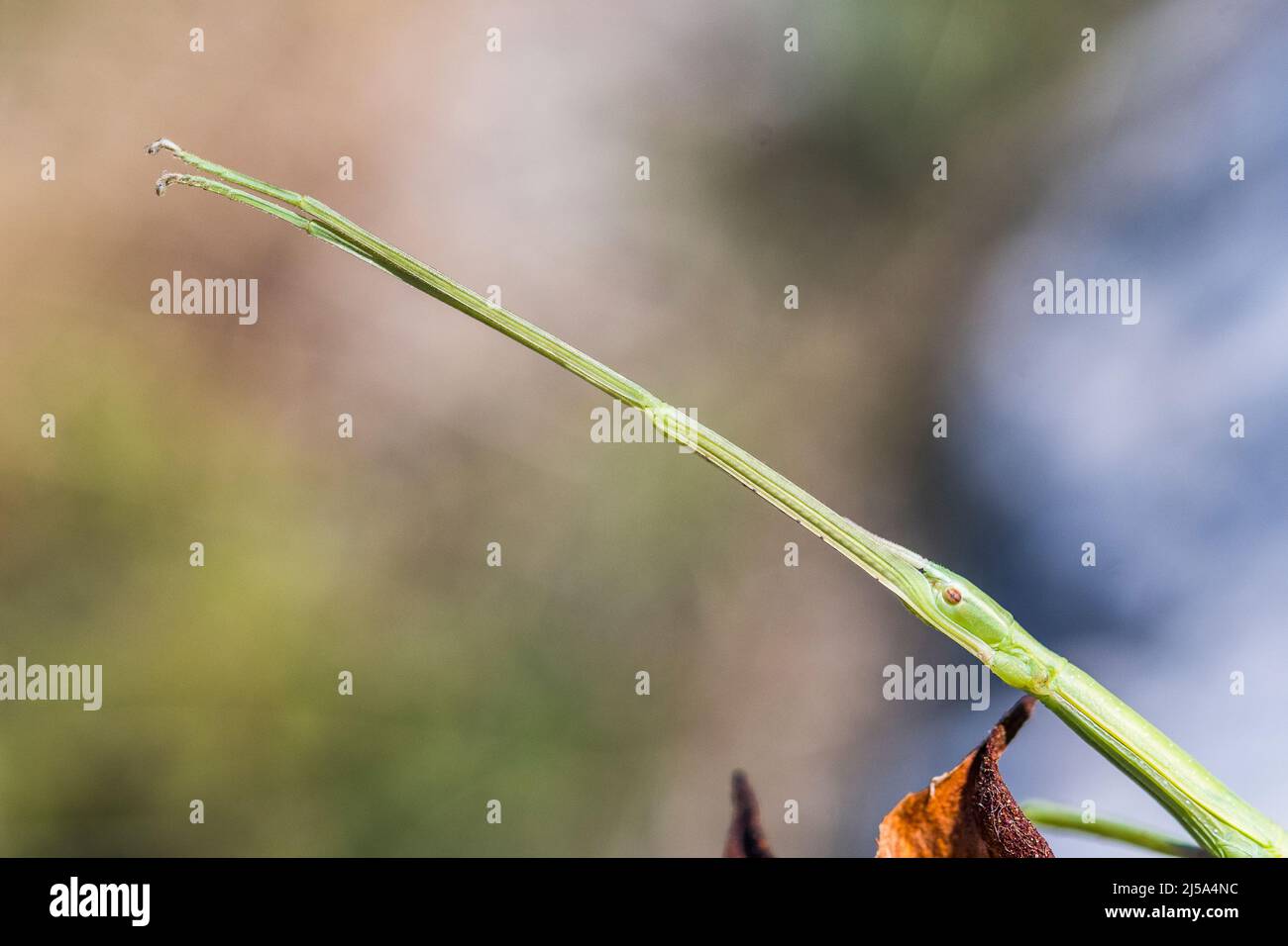 European stick insect (Bacillus rossius) also called the European stick ...