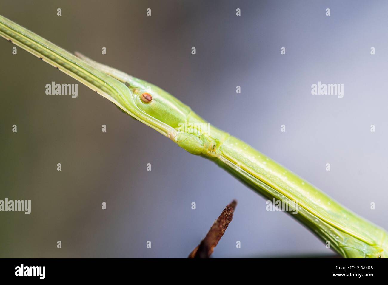 European stick insect (Bacillus rossius) also called the European stick ...