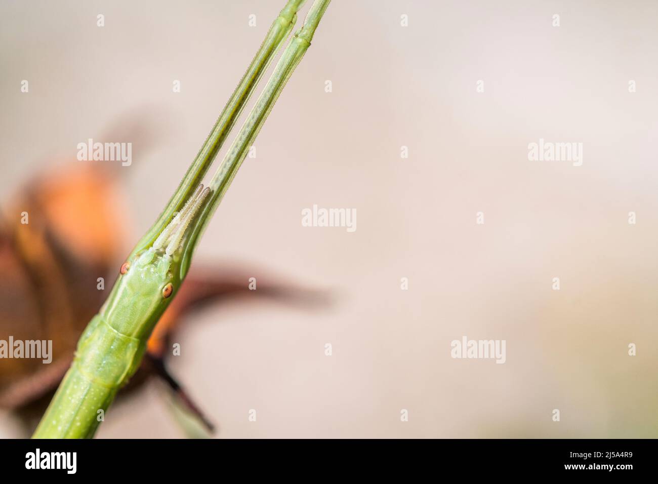 European stick insect (Bacillus rossius) also called the European stick ...
