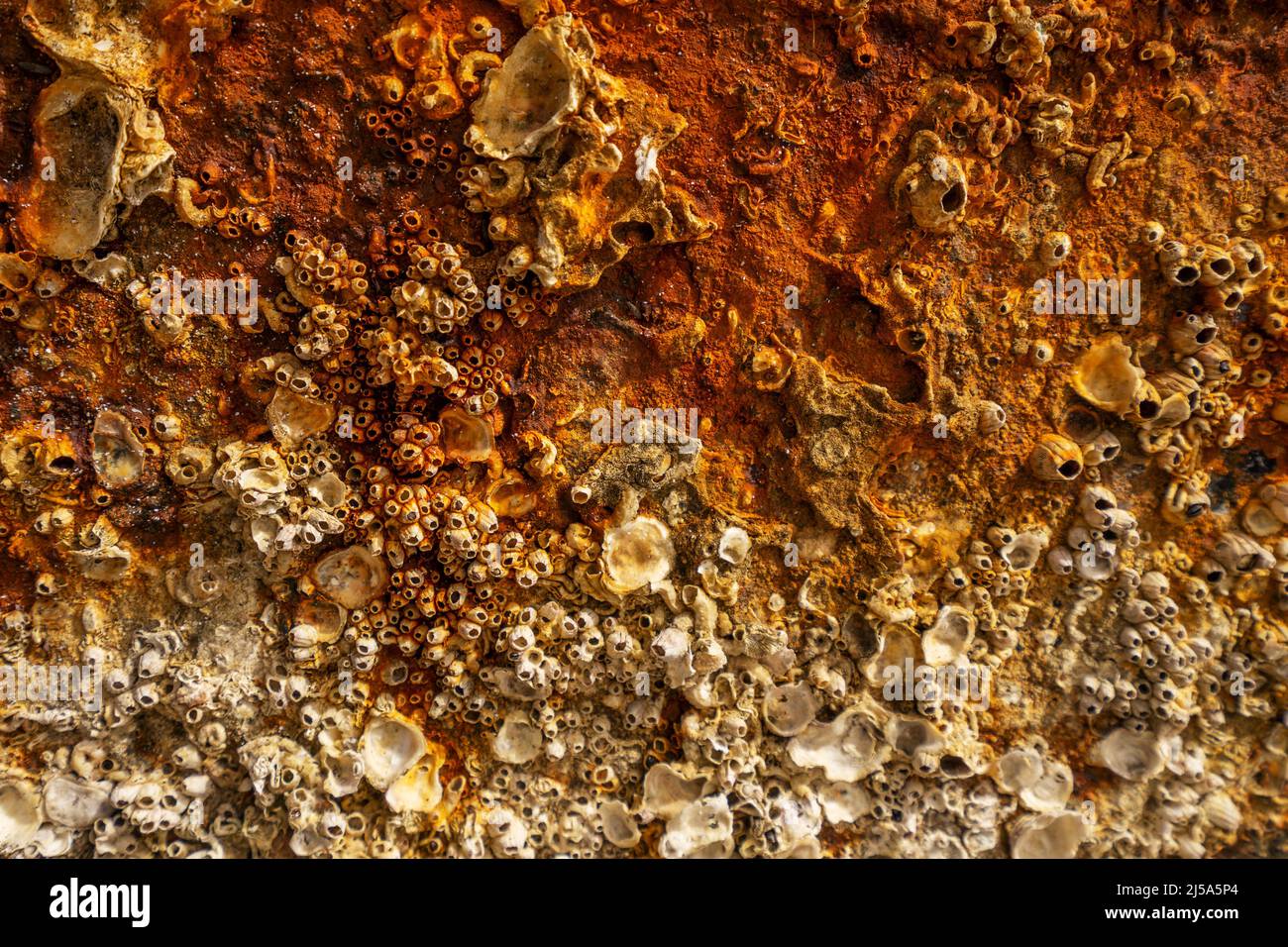 Boat hull, yacht and ship texture. Rust shells pattern Stock Photo - Alamy