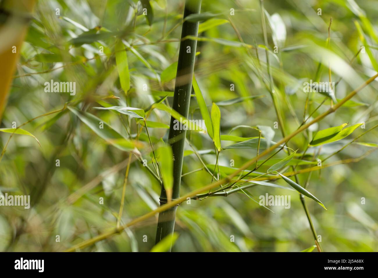 Green bamboo leaves and stalk Stock Photo - Alamy