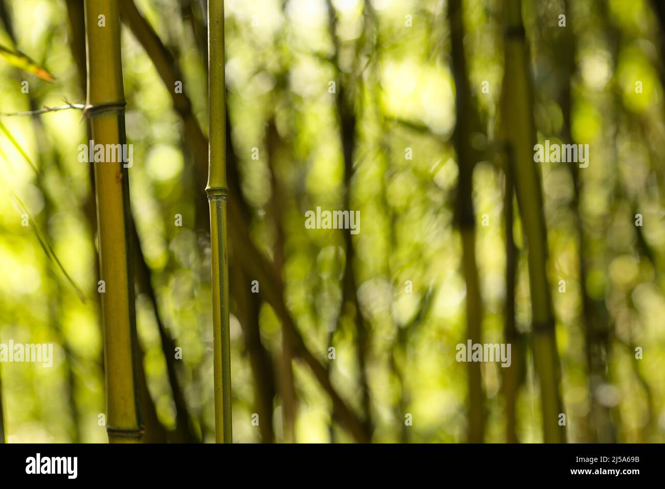 Grove background hi-res stock photography and images - Alamy