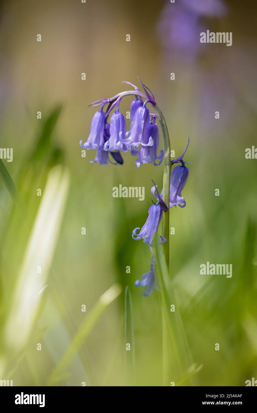 Bluebell flowers close up Stock Photo - Alamy