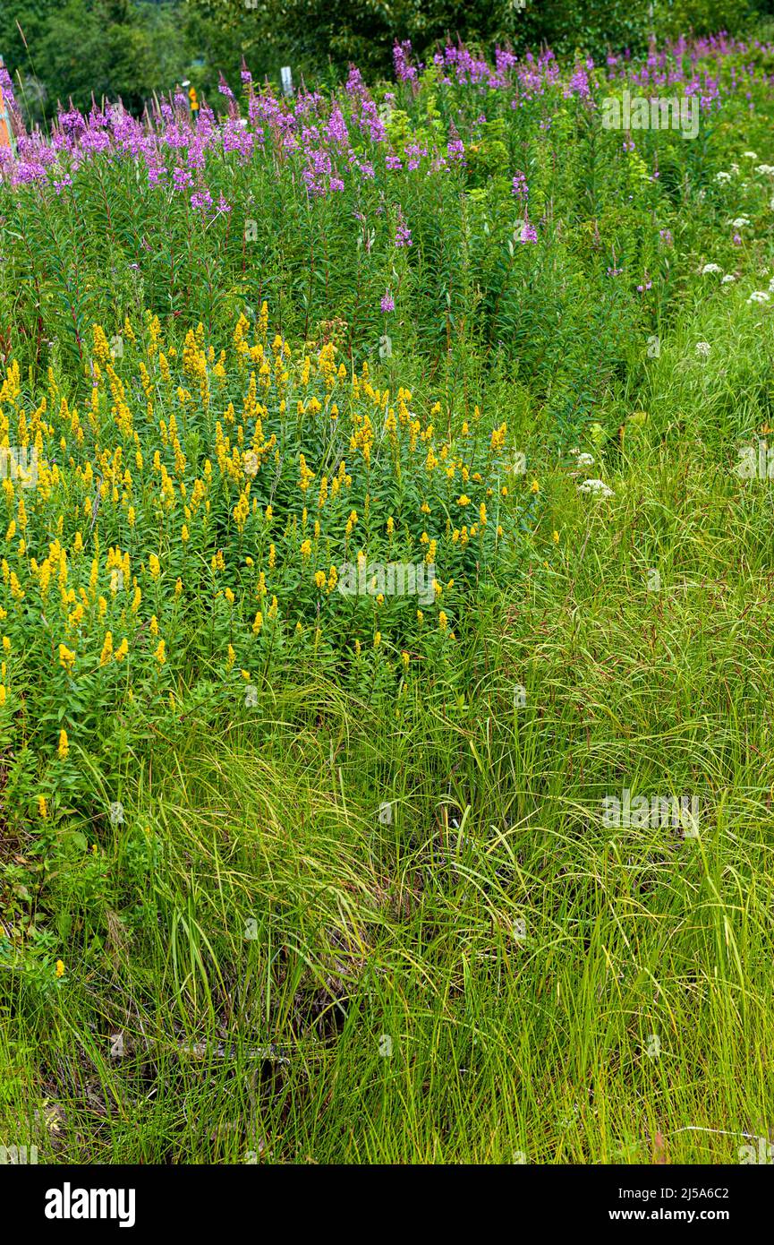 Alaska grassland and flowers Stock Photo - Alamy