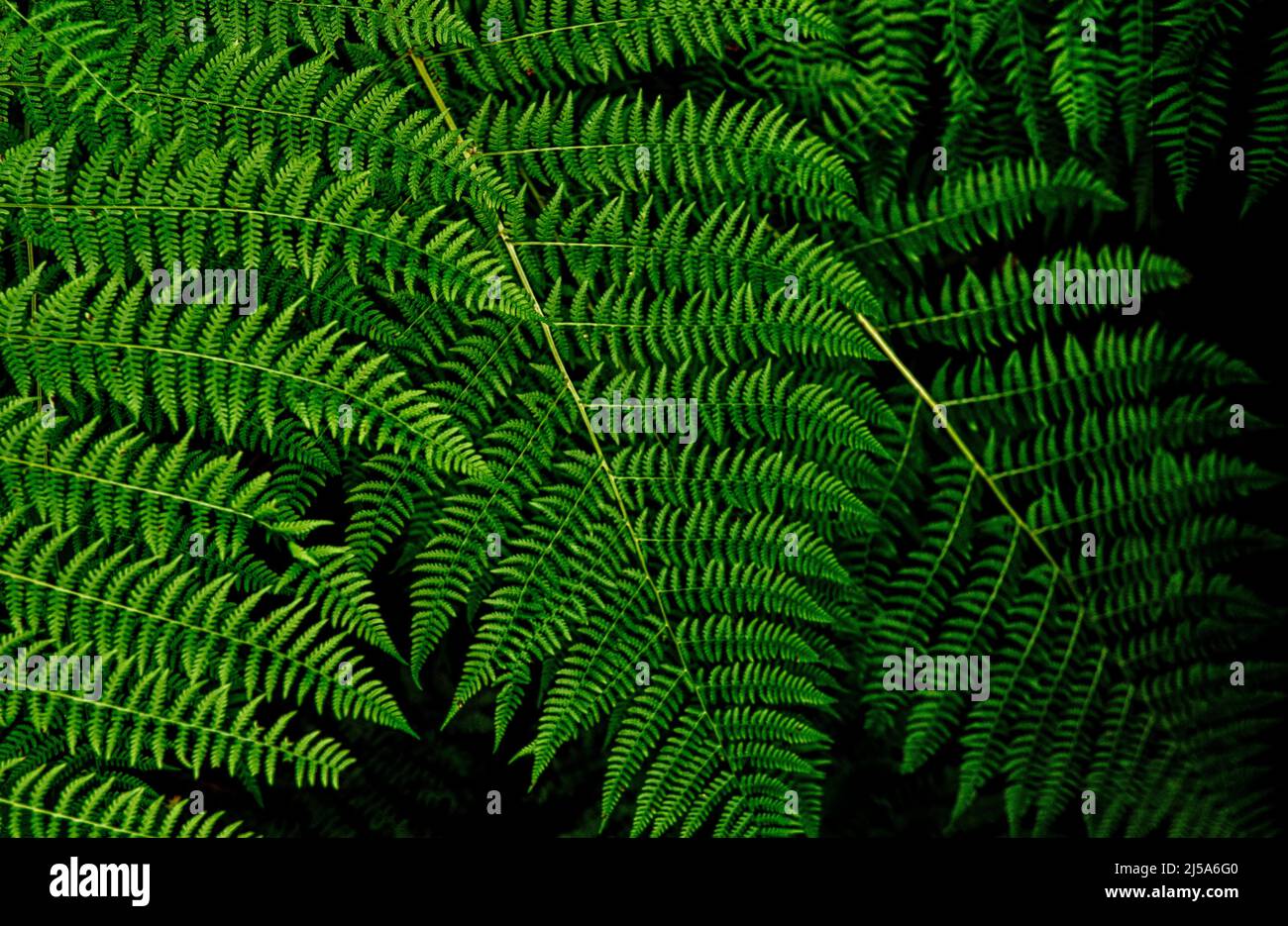Dramatic forrest ferns in Juno Alaska Stock Photo - Alamy