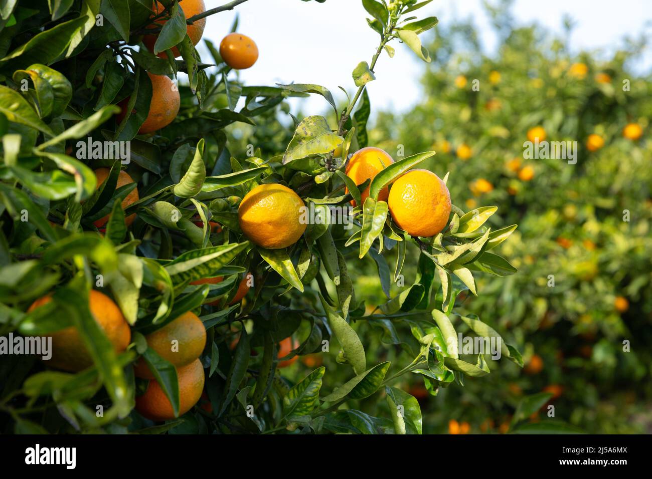 Ripe tangerines on a branch in the garden Stock Photo - Alamy