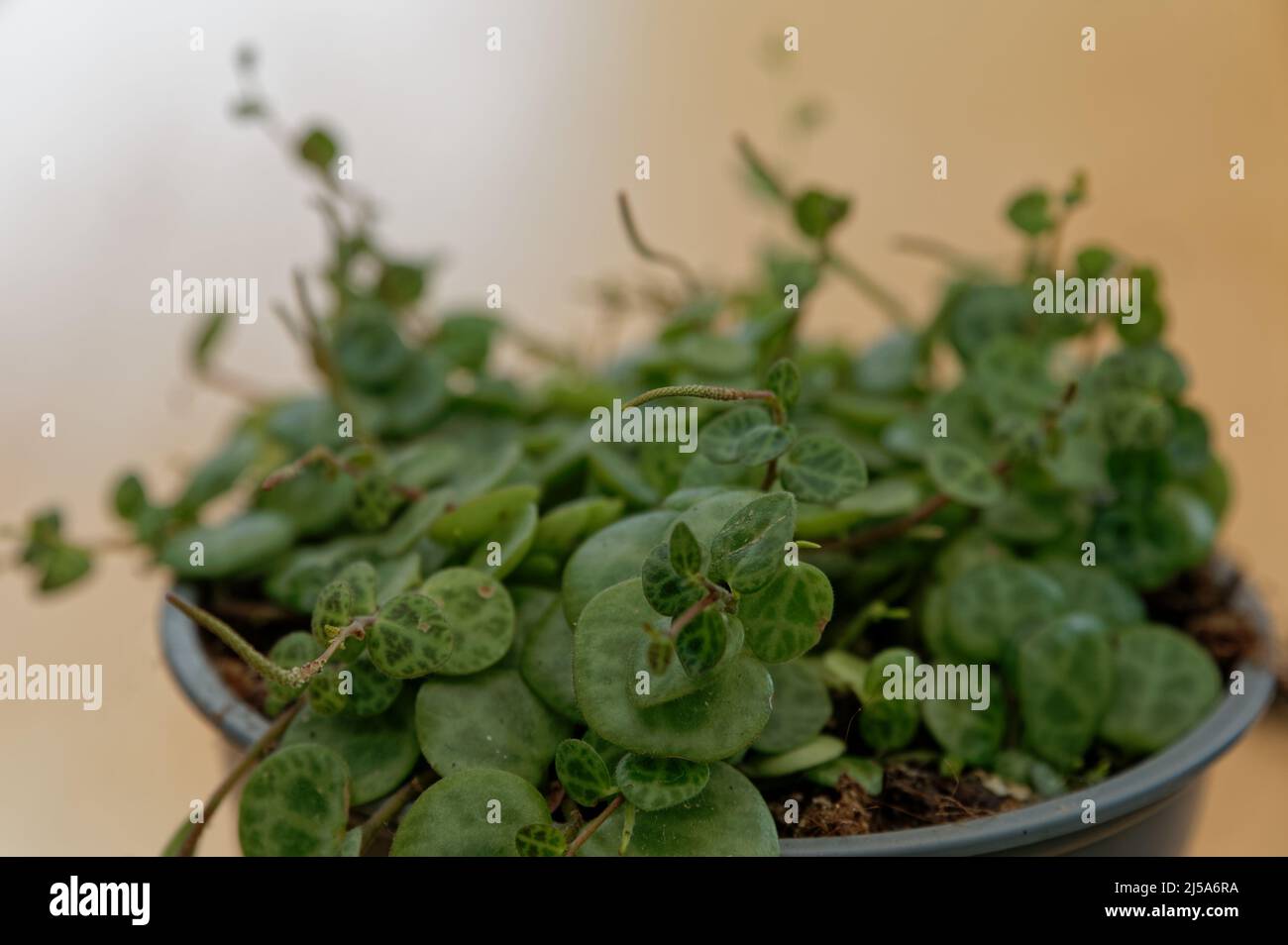 String of turtles flower hi-res stock photography and images - Alamy