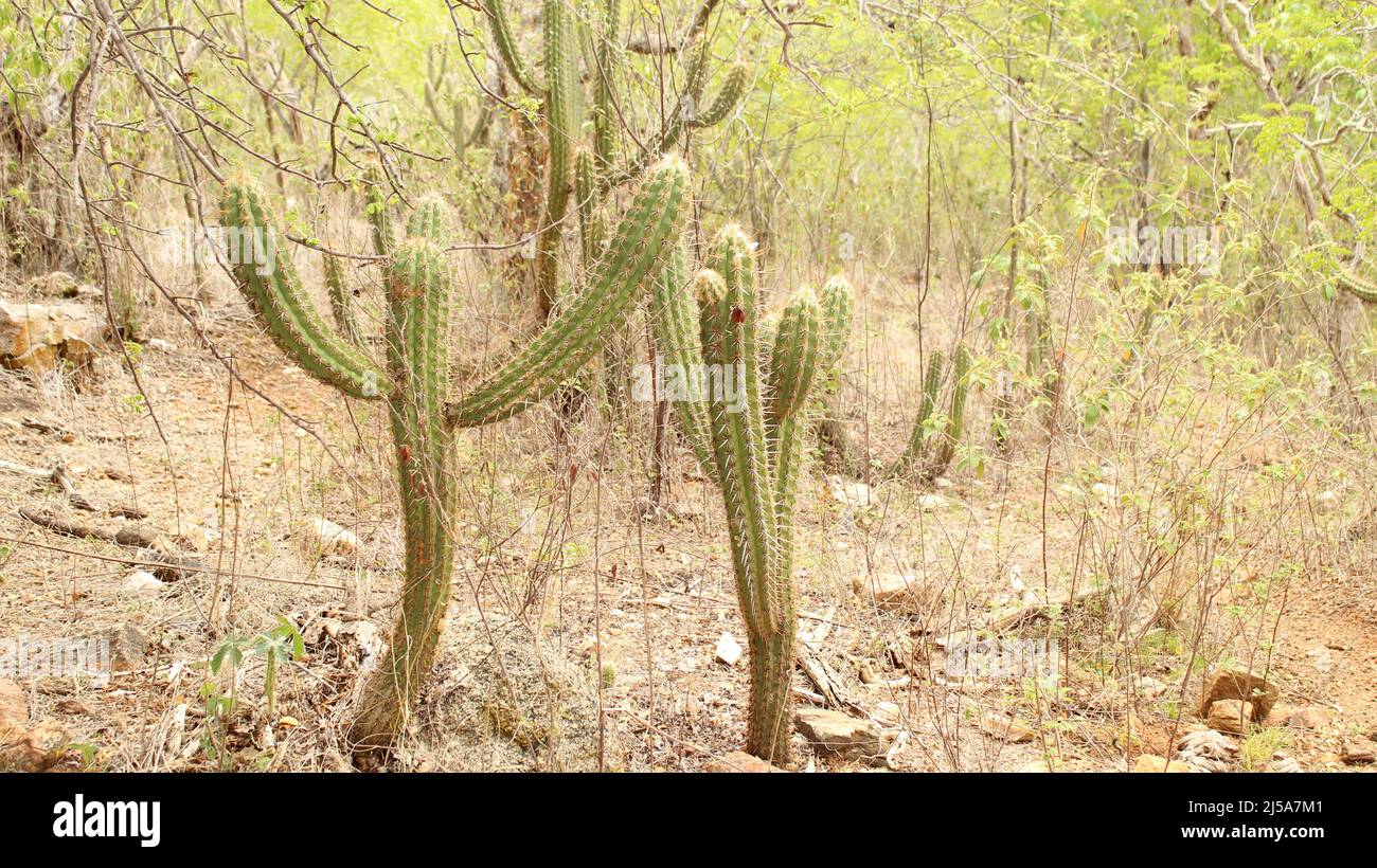 Caatinga brazil hi-res stock photography and images - Alamy