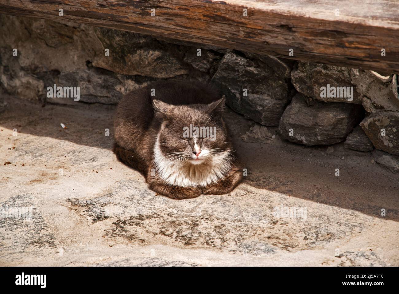 Street stray cat lying under wooden bench Stock Photo - Alamy
