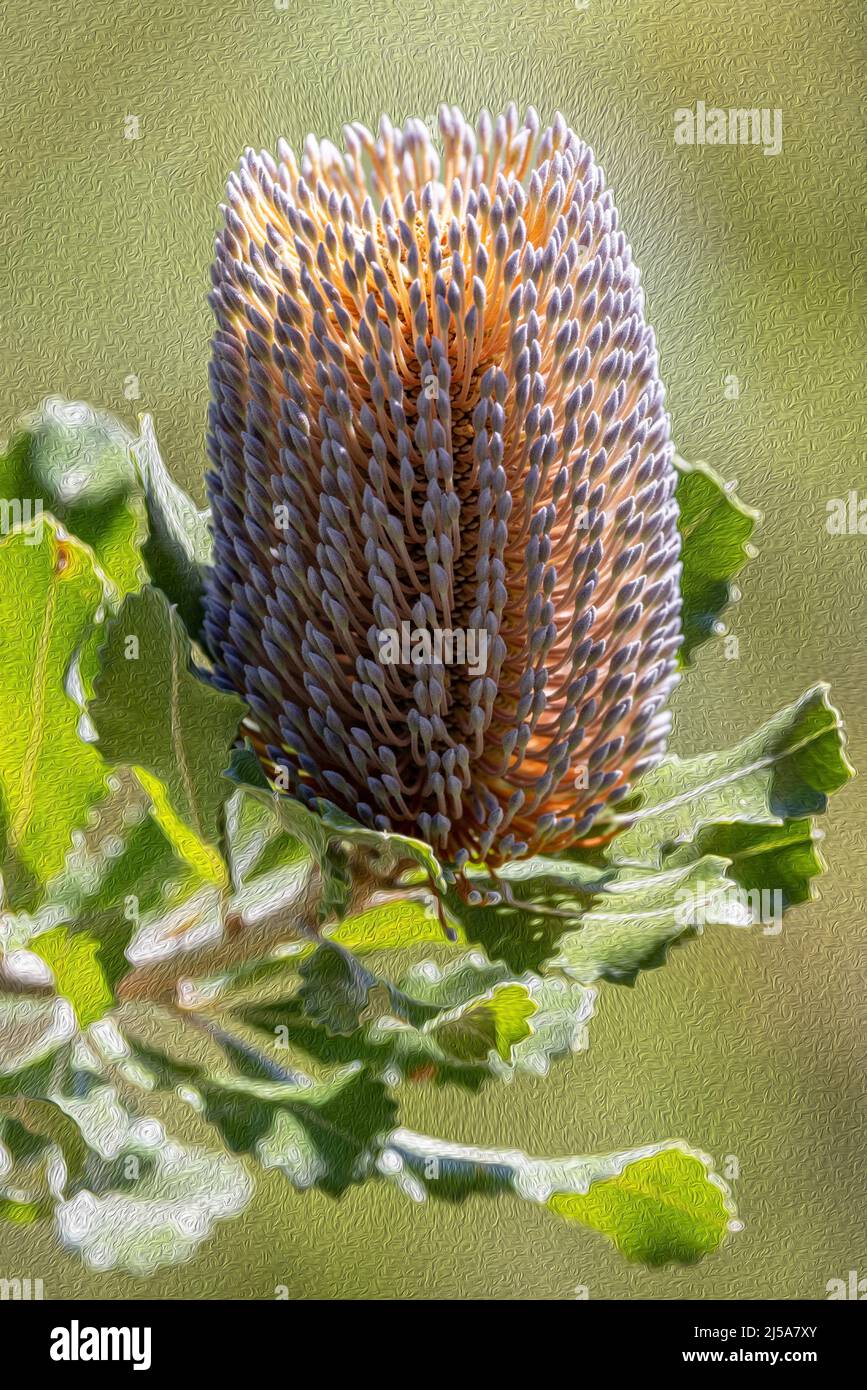 Old Man or Saw Banksia (Banksia serrata Stock Photo - Alamy