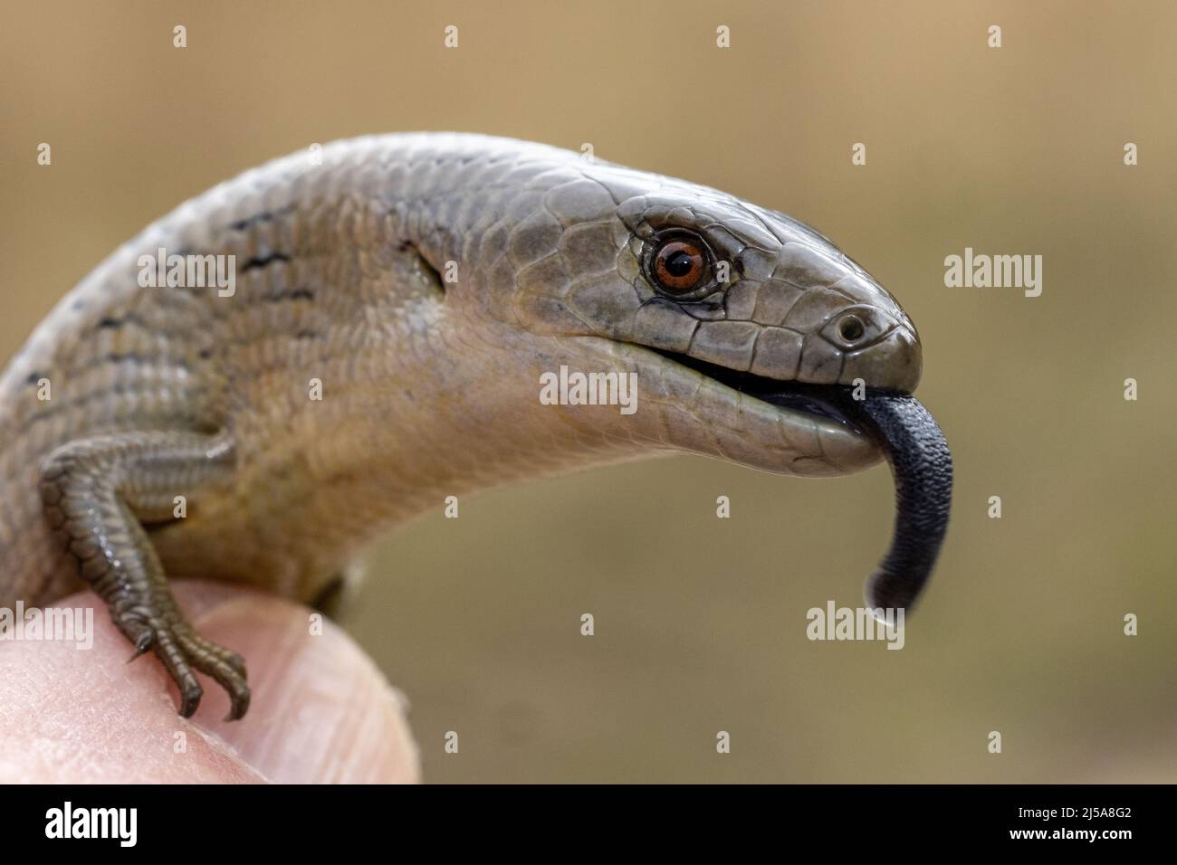 Close up of Mainland She-Oak Skink ( Cyclodomorphus michaeli ...