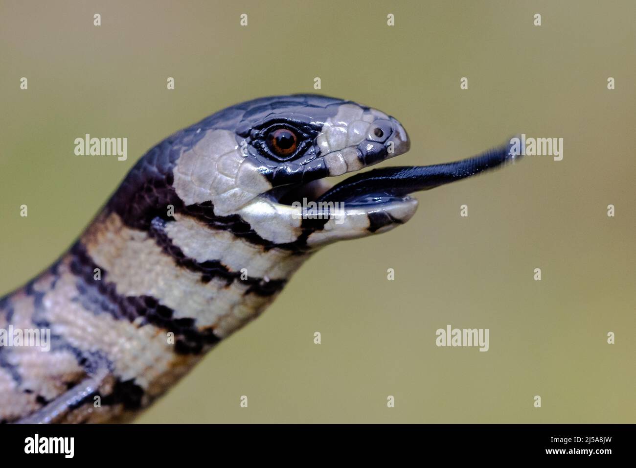 Mainland she oak skink hi-res stock photography and images - Alamy
