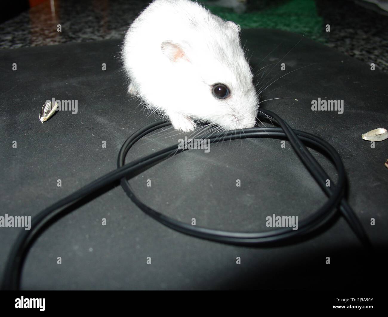 Roedor roer hi-res stock photography and images - Alamy