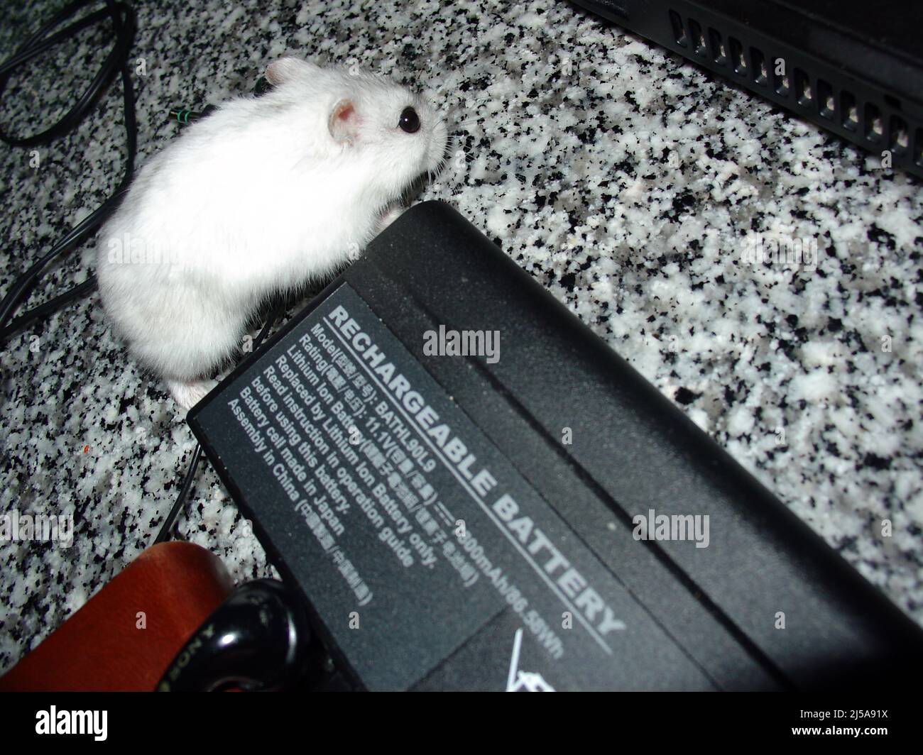 The winter white dwarf hamster, also known as the Russian dwarf hamster ...