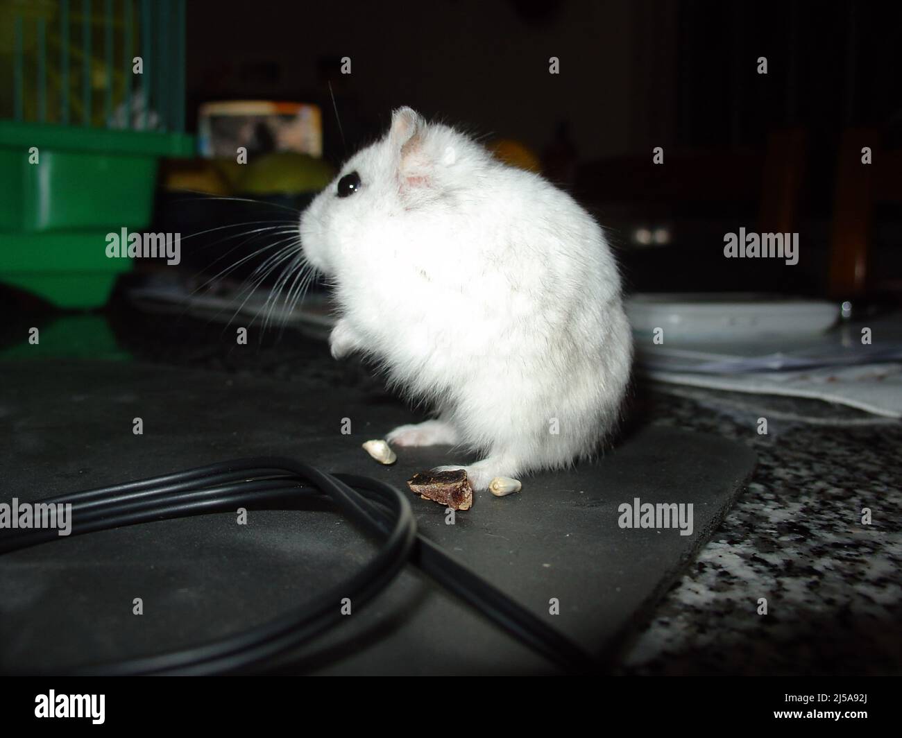 The winter white dwarf hamster, also known as the Russian dwarf hamster ...