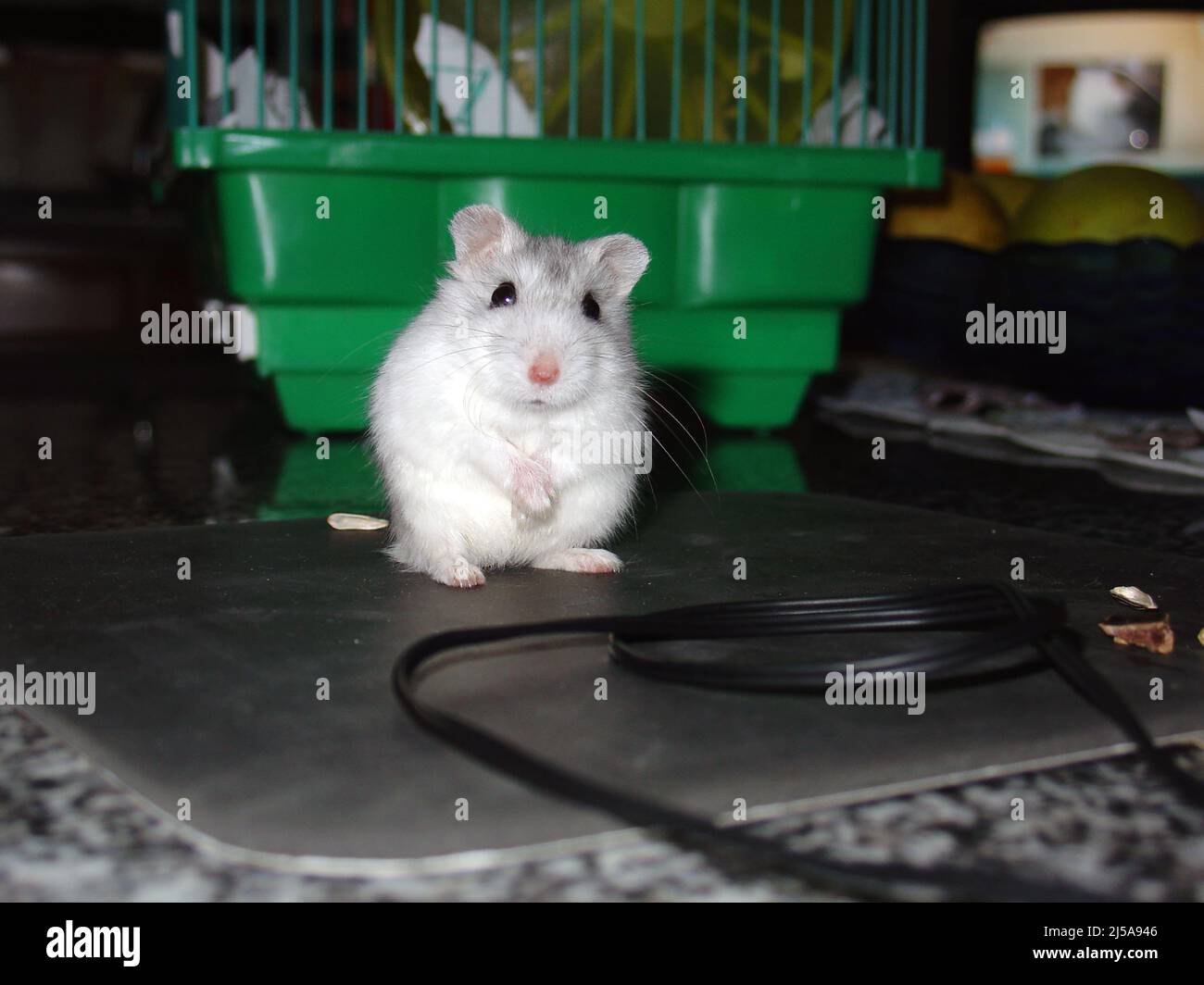 Winter White Hamster Color Change