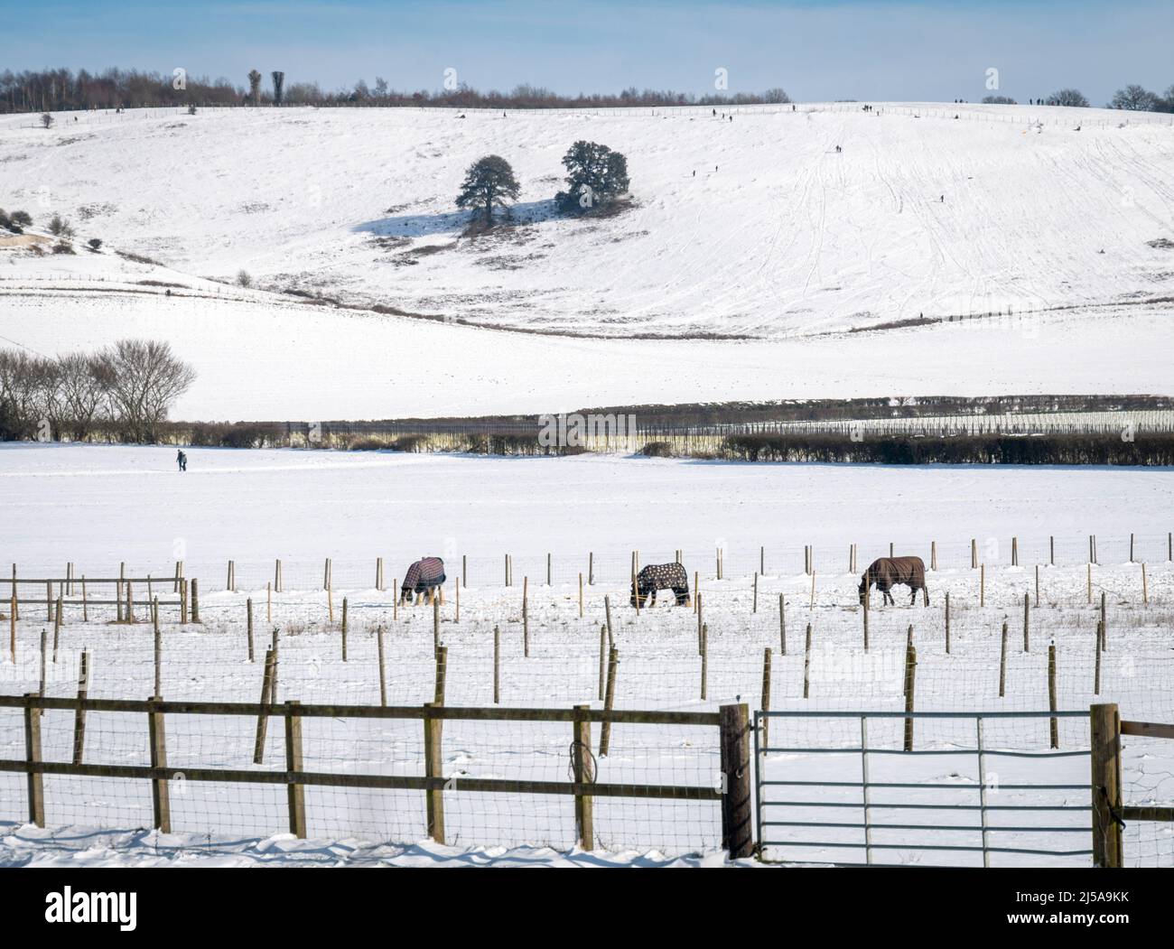 A snowy winter scene on the North Downs, with people sledging in the ...