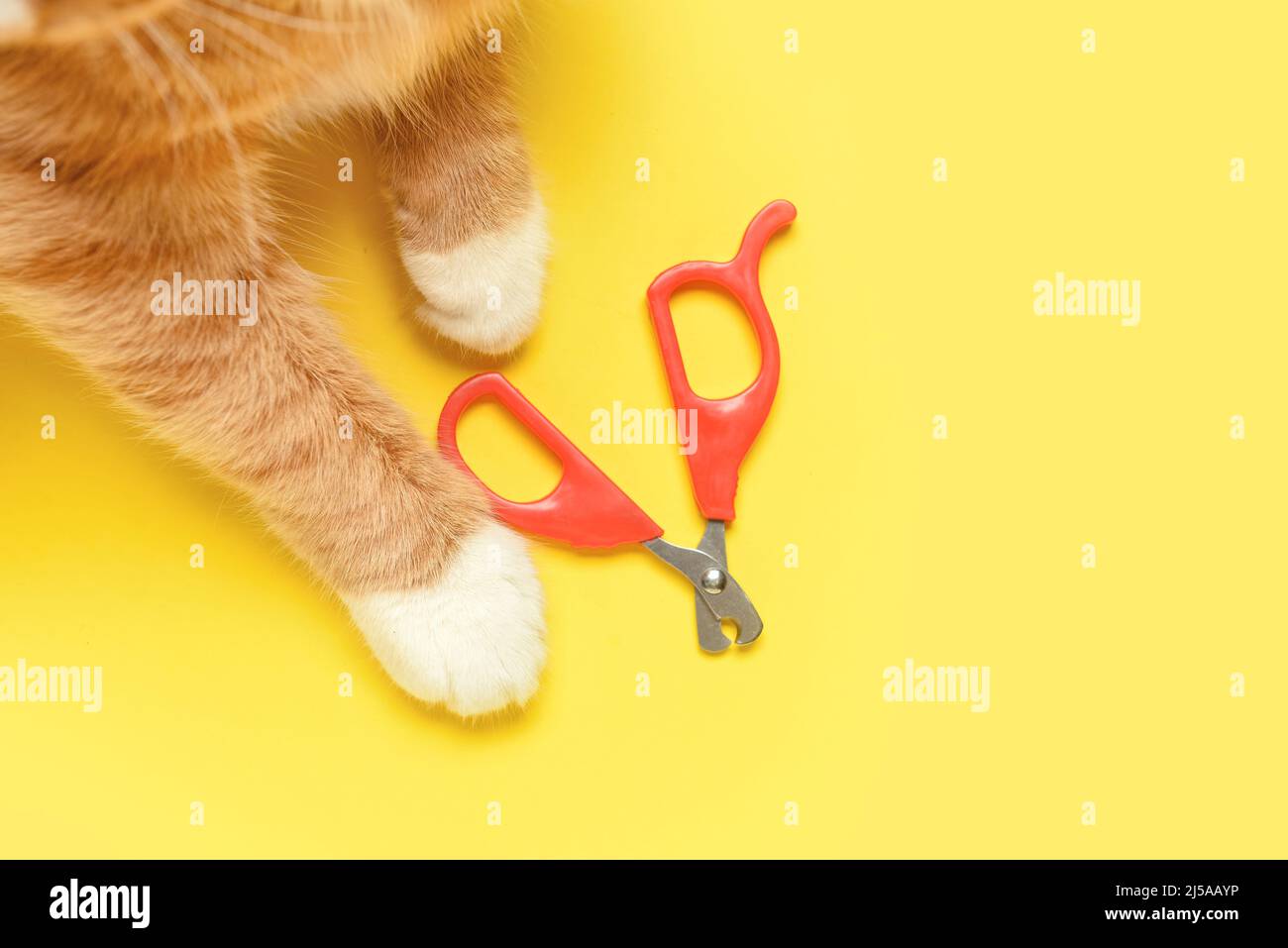 Cute cat with scissors on yellow background Stock Photo - Alamy