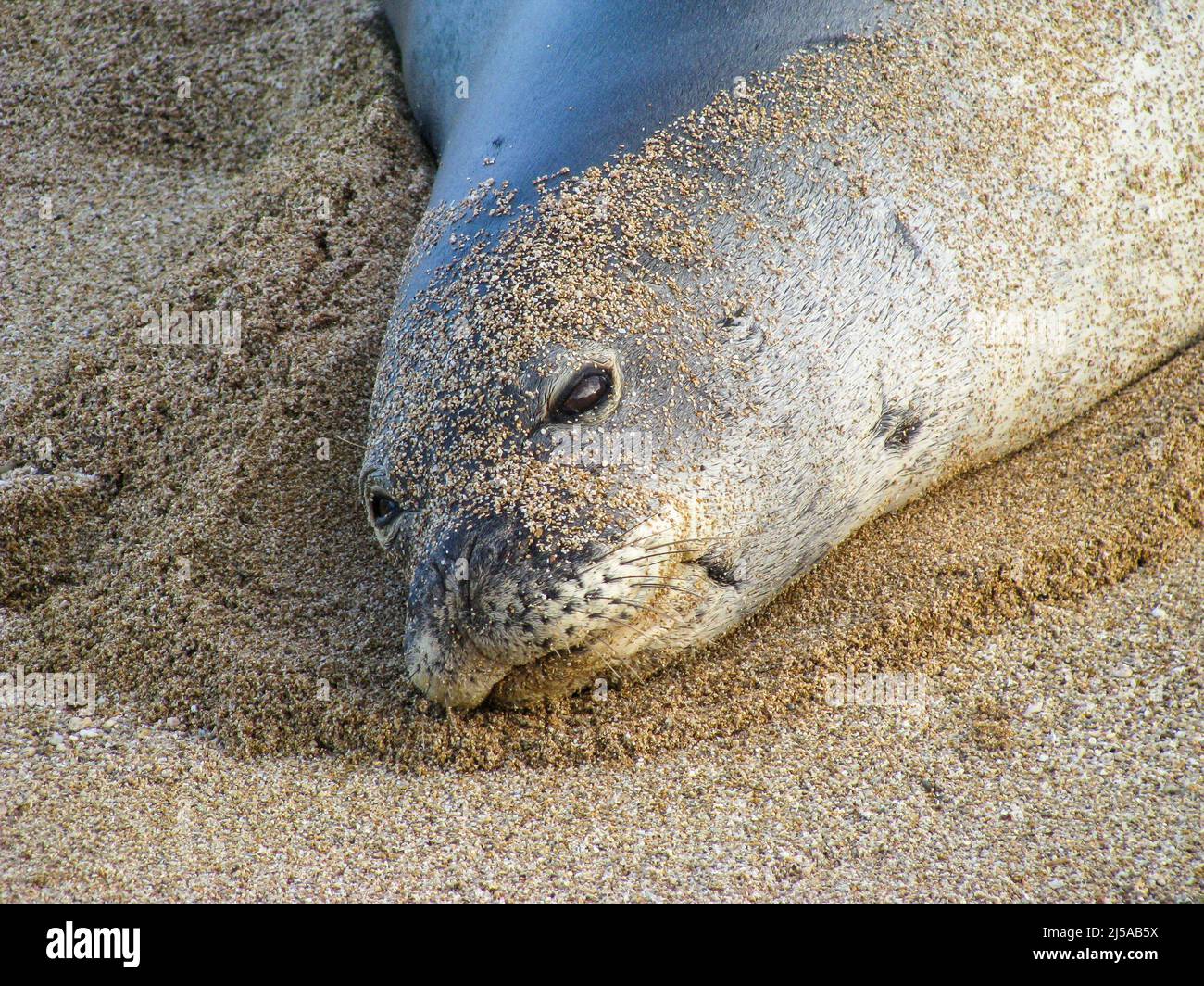 Hawaii endangered species hi-res stock photography and images - Alamy