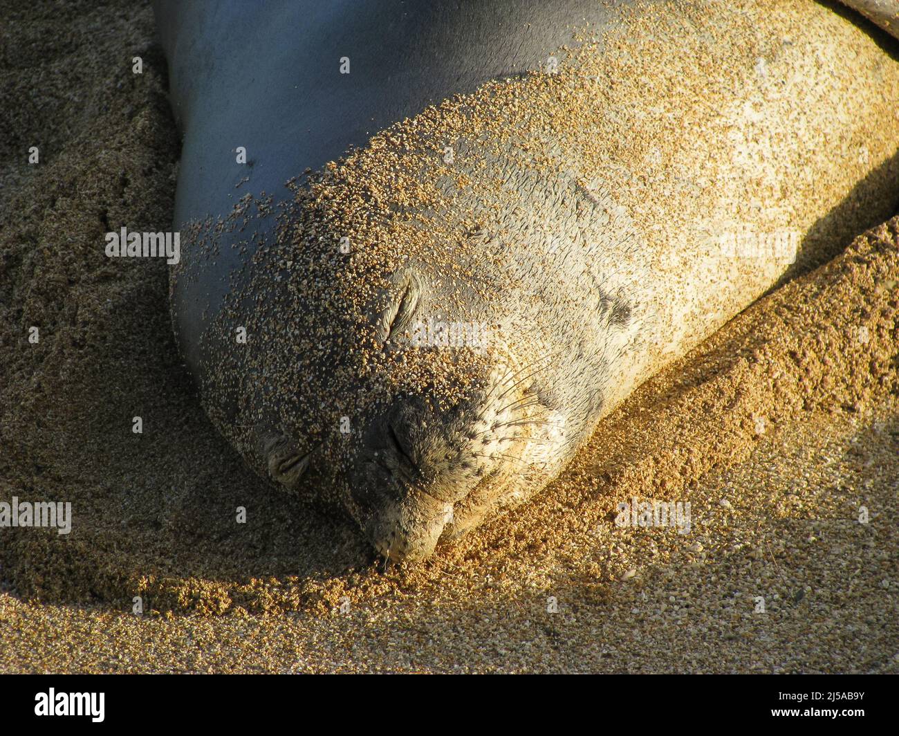 Rare seal hi-res stock photography and images - Alamy
