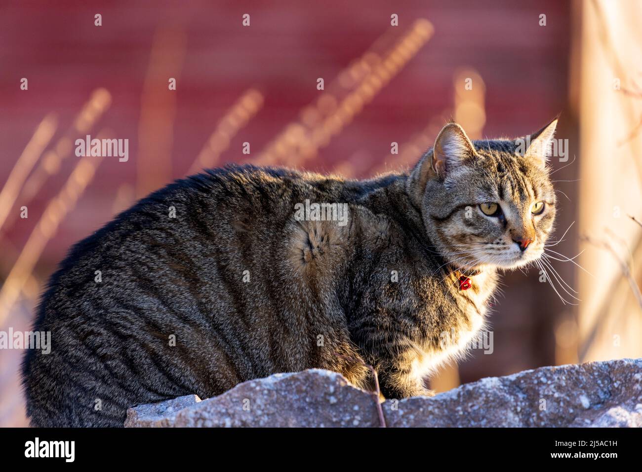Cute cat sits outdoors in morning light Stock Photo - Alamy