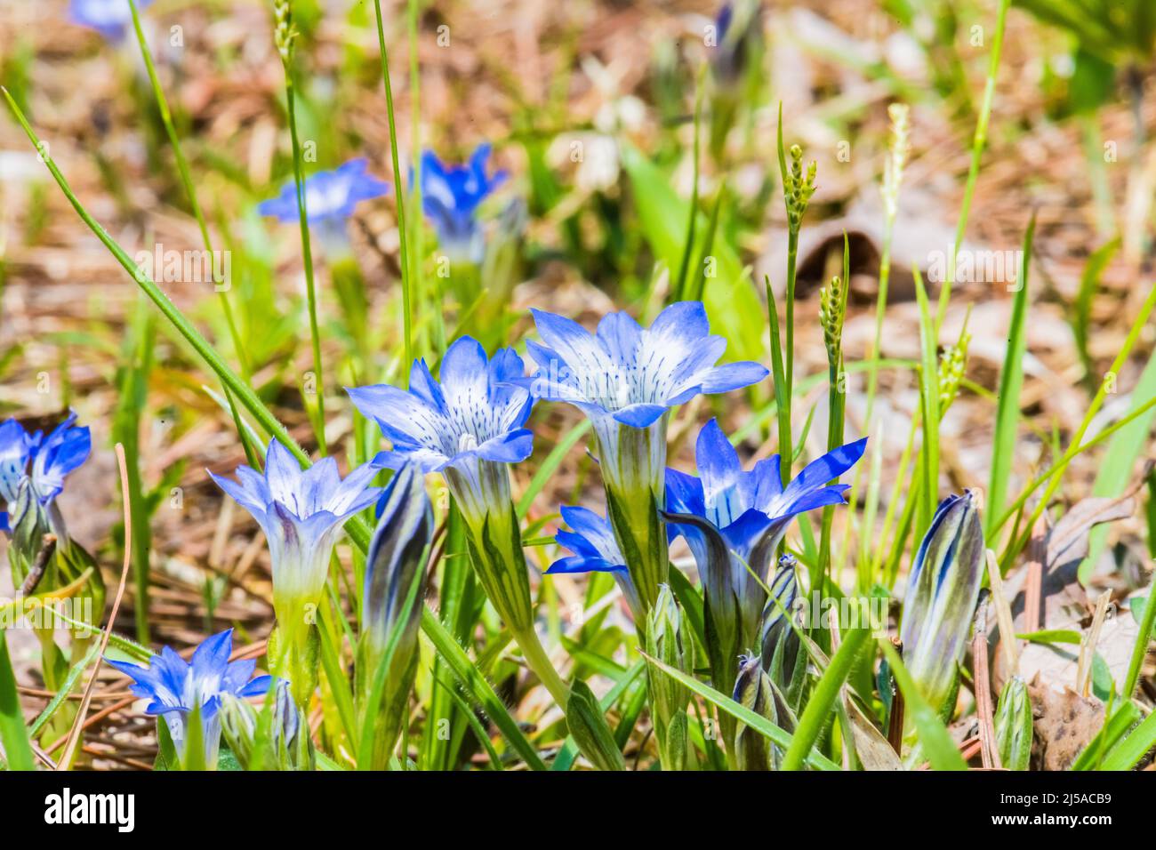 Gentiana wildflower blue bloom hi-res stock photography and images - Alamy