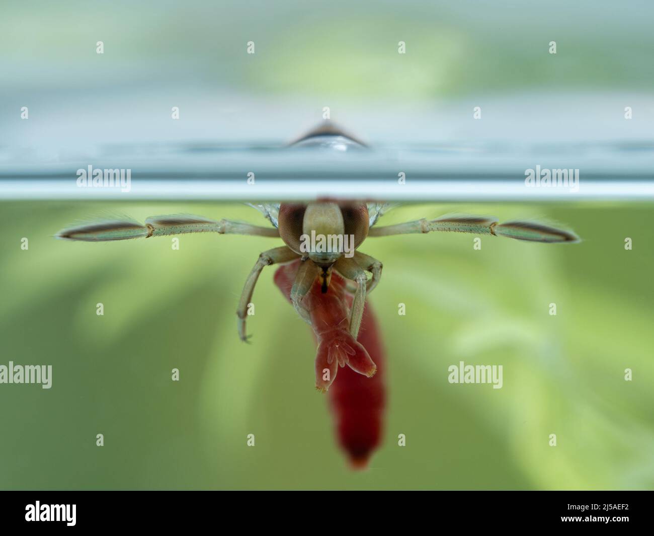 Close-up of an aquatic grousewinged backswimmer (Notonecta undulata ...