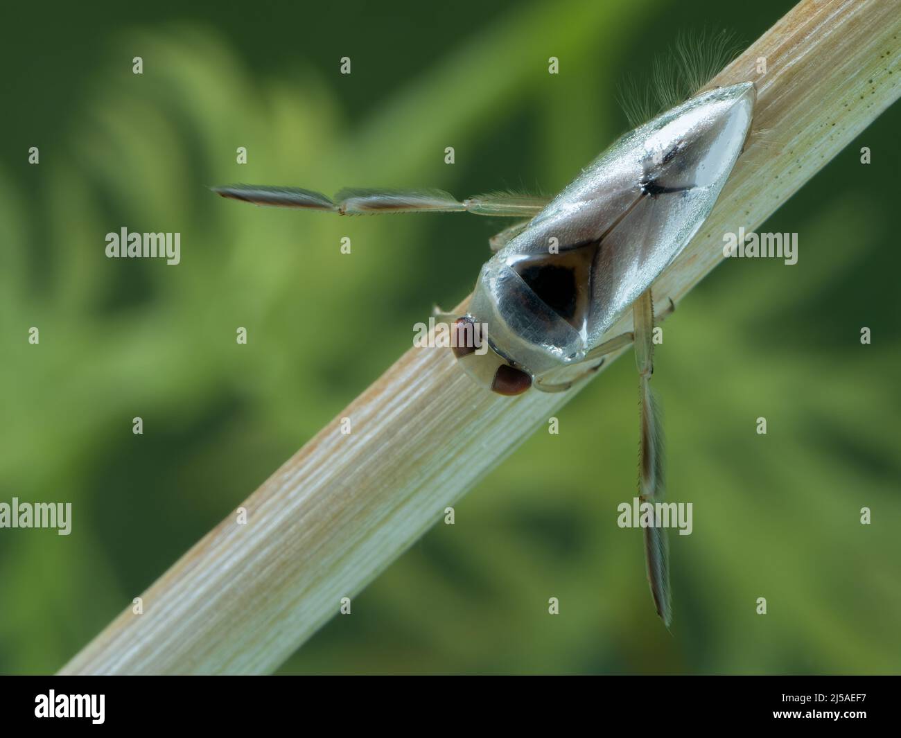 Notonecta undulata hi-res stock photography and images - Alamy